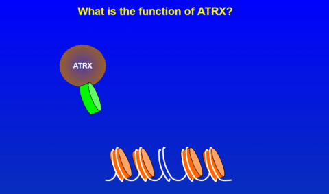 What is ATRX? - ATRX Research Alliance